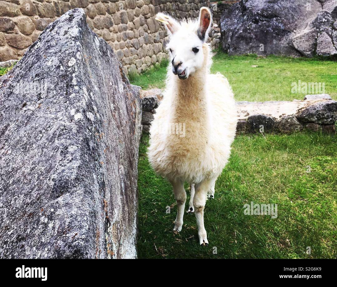 Machu picchu animal funny hi-res stock photography and images - Alamy