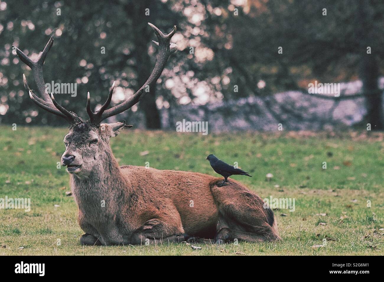 Stag bird hi-res stock photography and images - Alamy