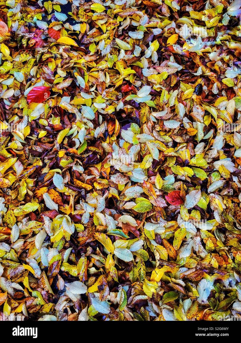Multi coloured leaves hi-res stock photography and images - Alamy