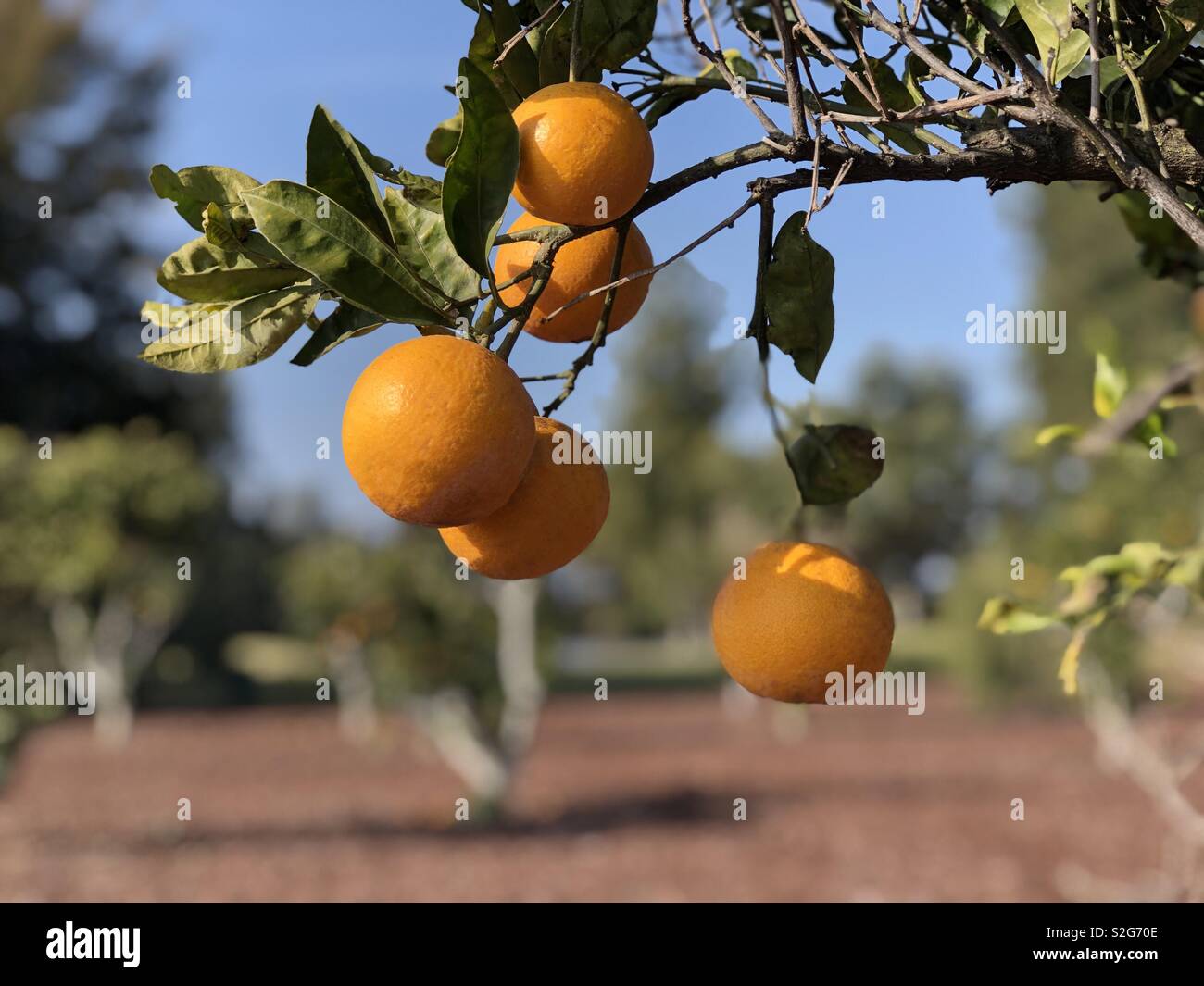 An orange tree bearing fruit Stock Photo - Alamy