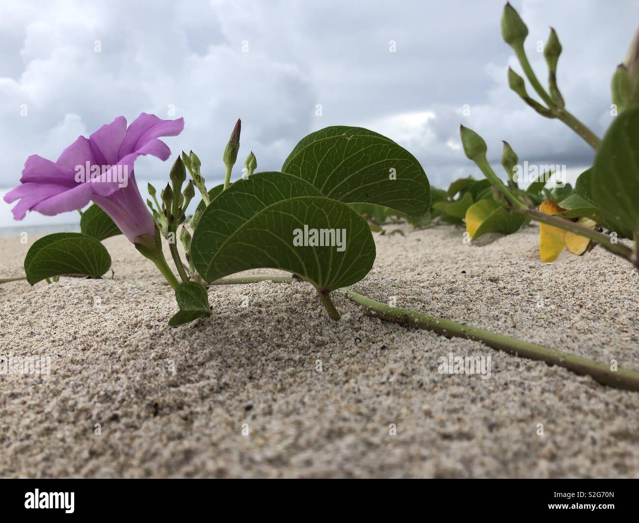 Flower at the beach Stock Photo - Alamy