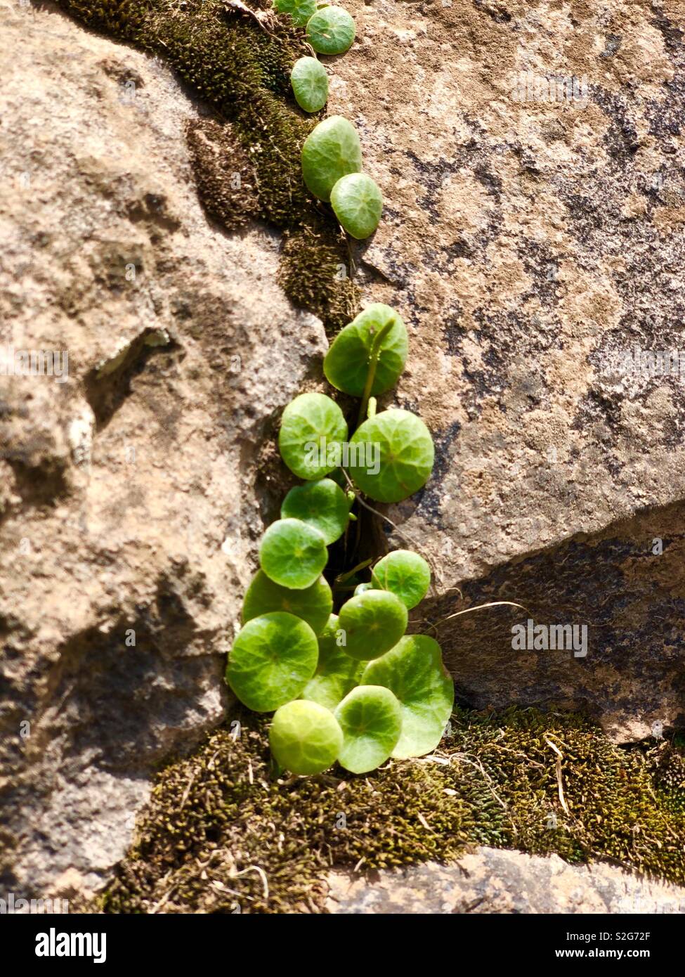 Mini plant hi-res stock photography and images - Alamy