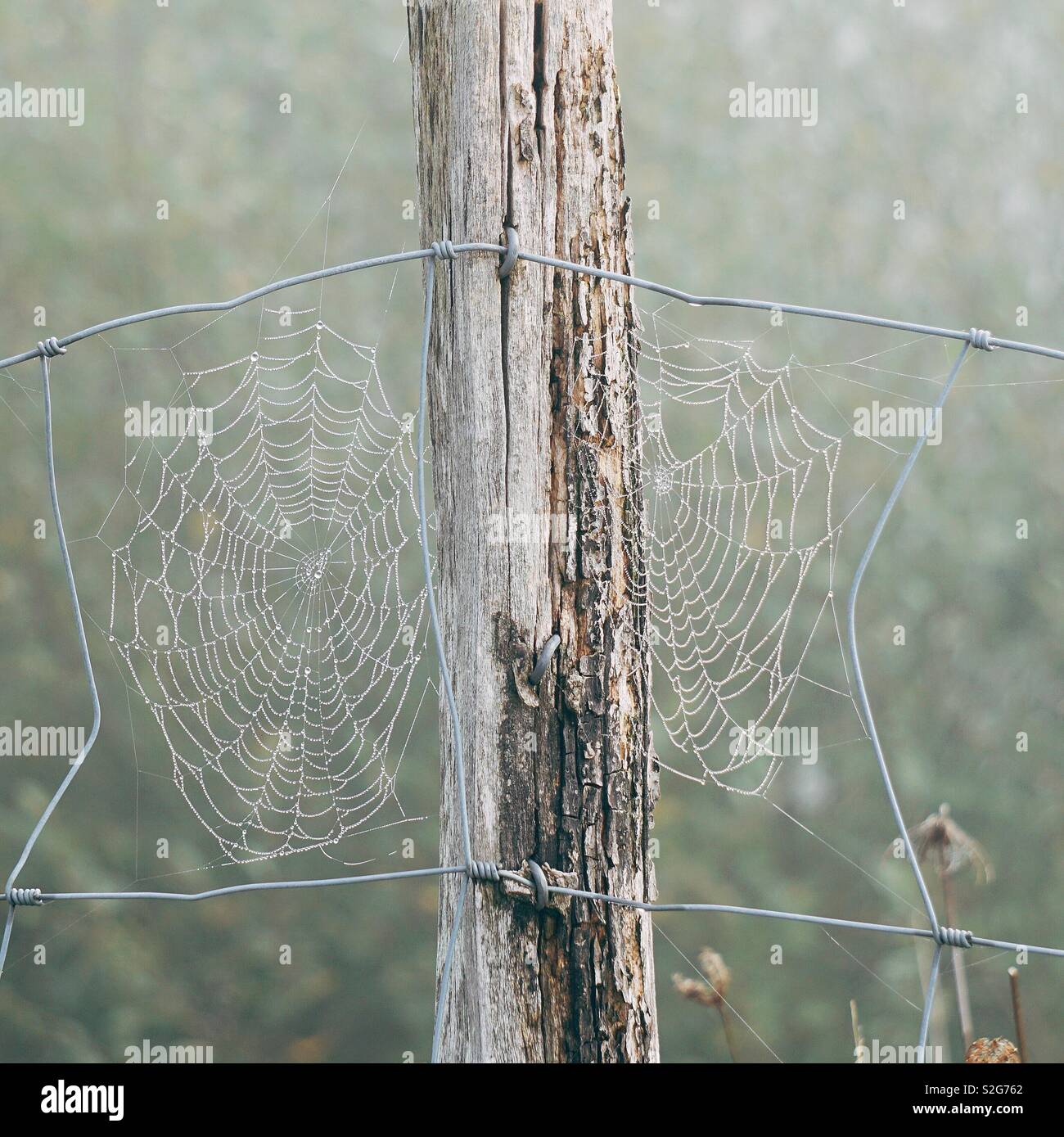 Spider web fence hi-res stock photography and images - Alamy