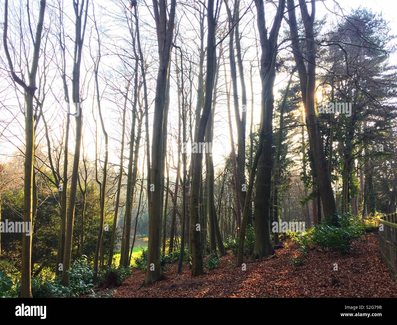 Spindly tree hi-res stock photography and images - Alamy