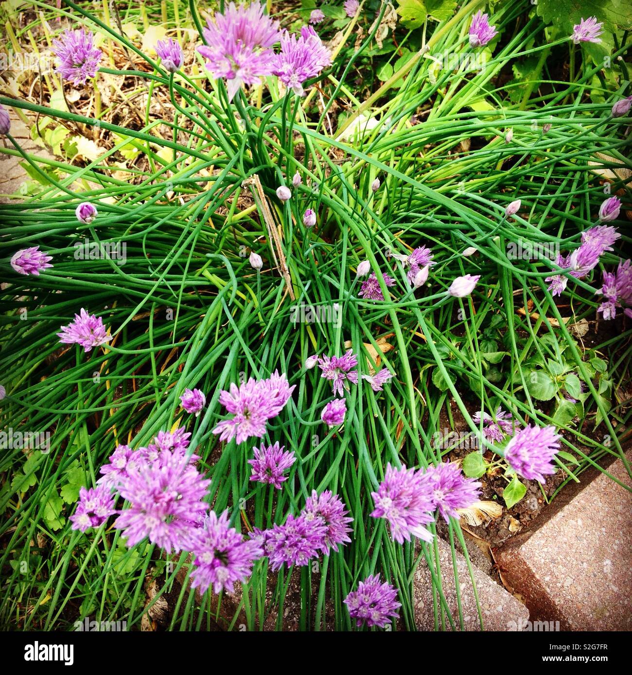 Chive Plants High Resolution Stock Photography and Images - Alamy