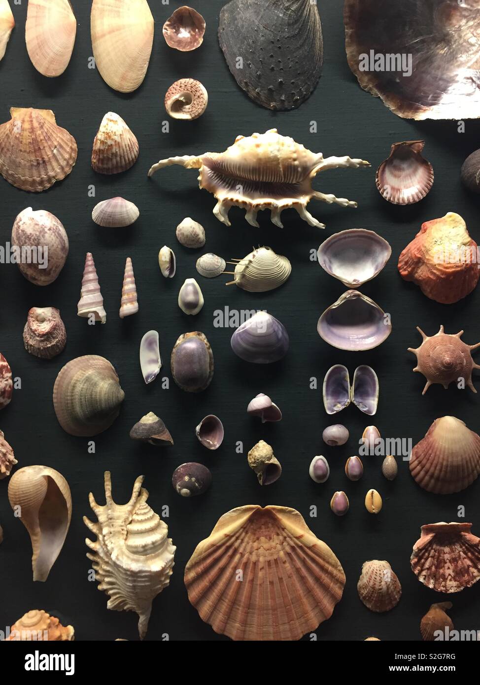 Ocean fossils hi-res stock photography and images - Alamy