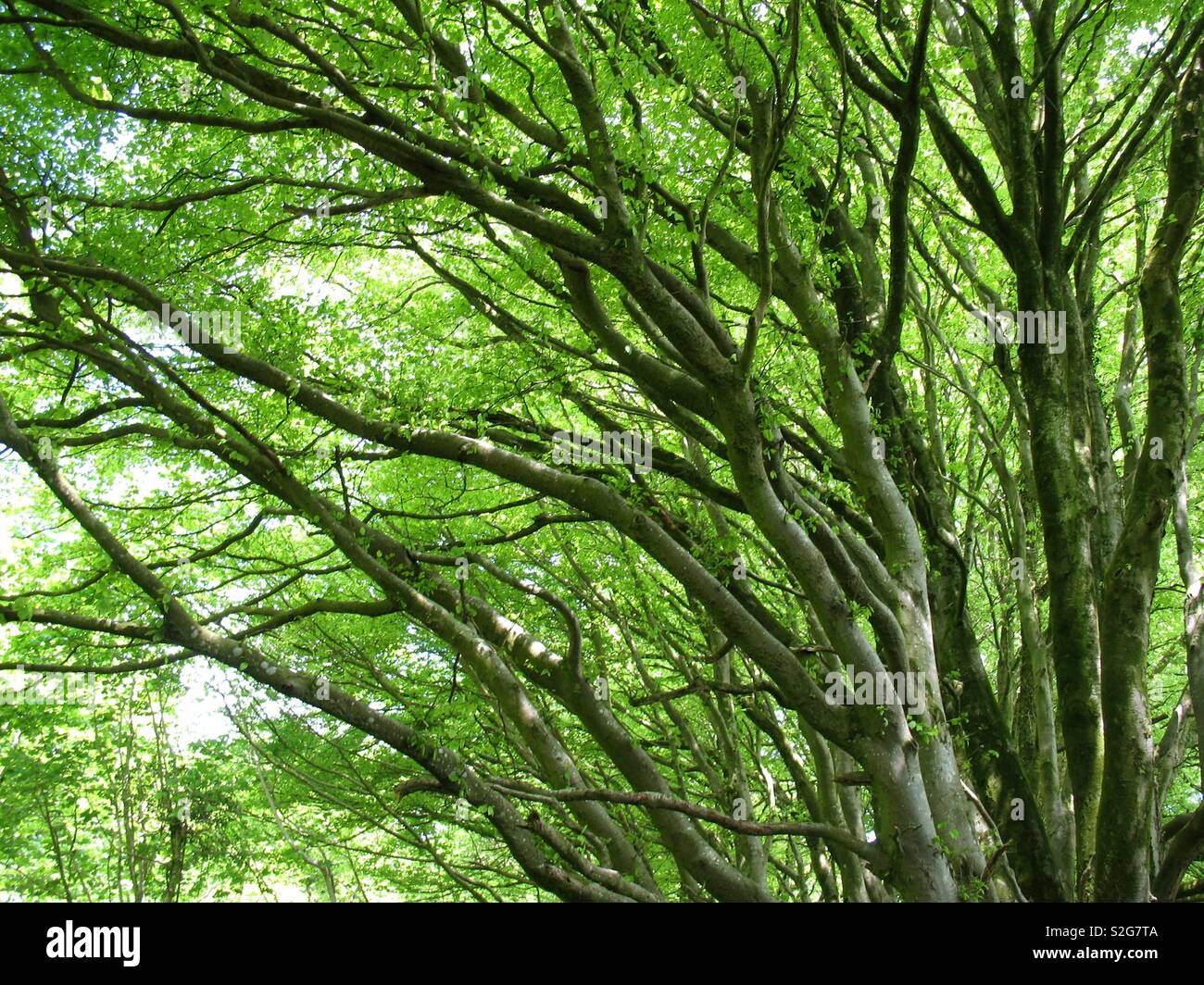 Stretching tall hi-res stock photography and images - Alamy