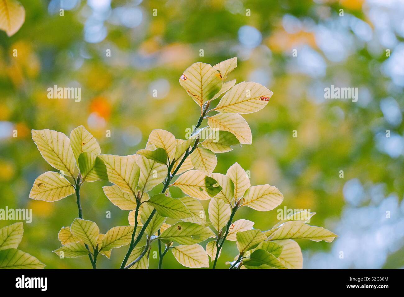 beautiful green tree leaves Stock Photo - Alamy