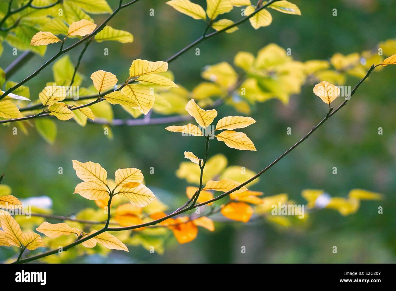 abstract green tree leaves Stock Photo - Alamy