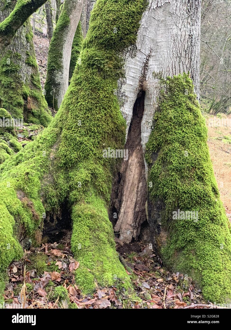Moss and hollow tree trunk hi-res stock photography and images - Alamy