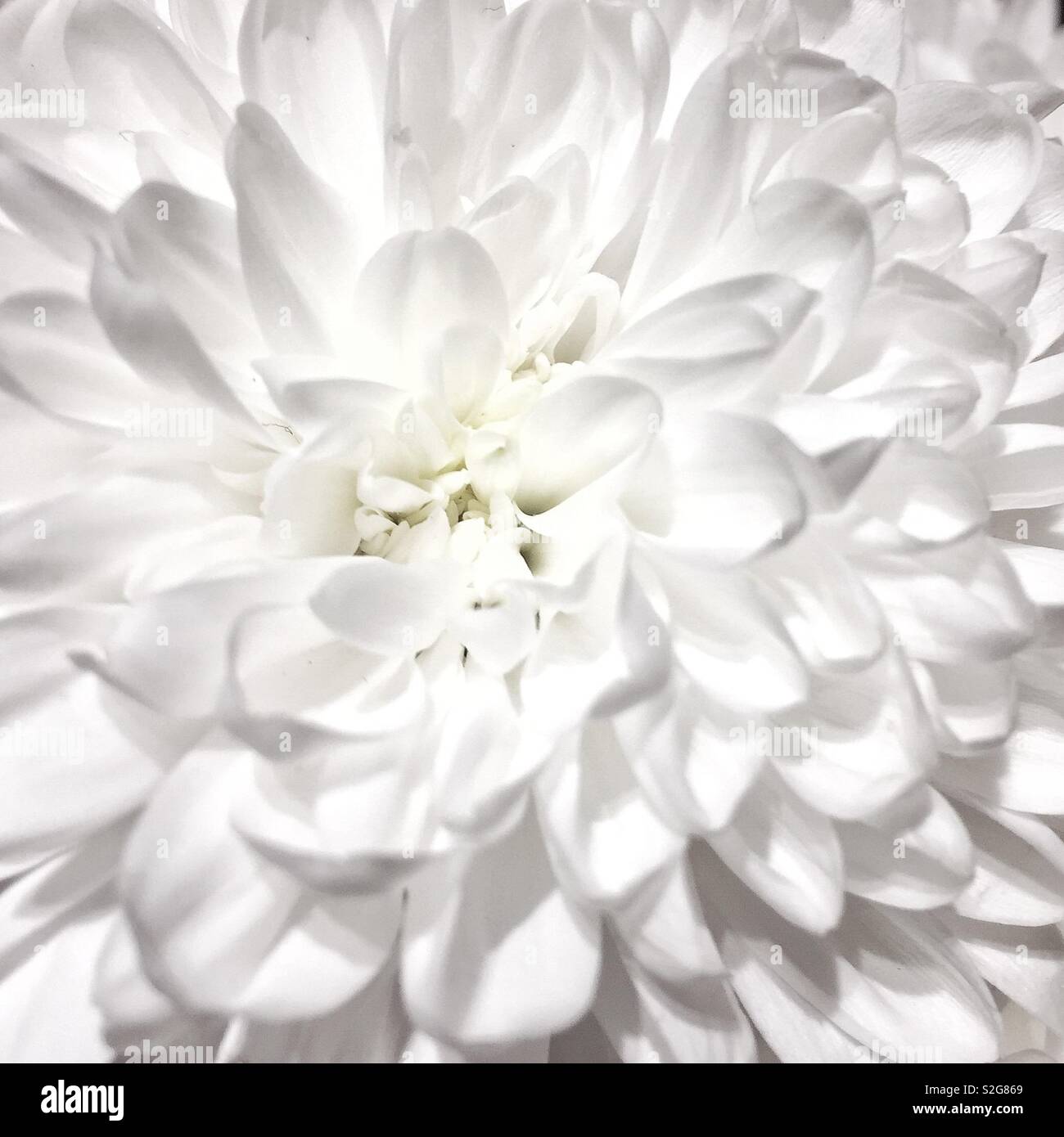Pretty white petals hi-res stock photography and images - Alamy