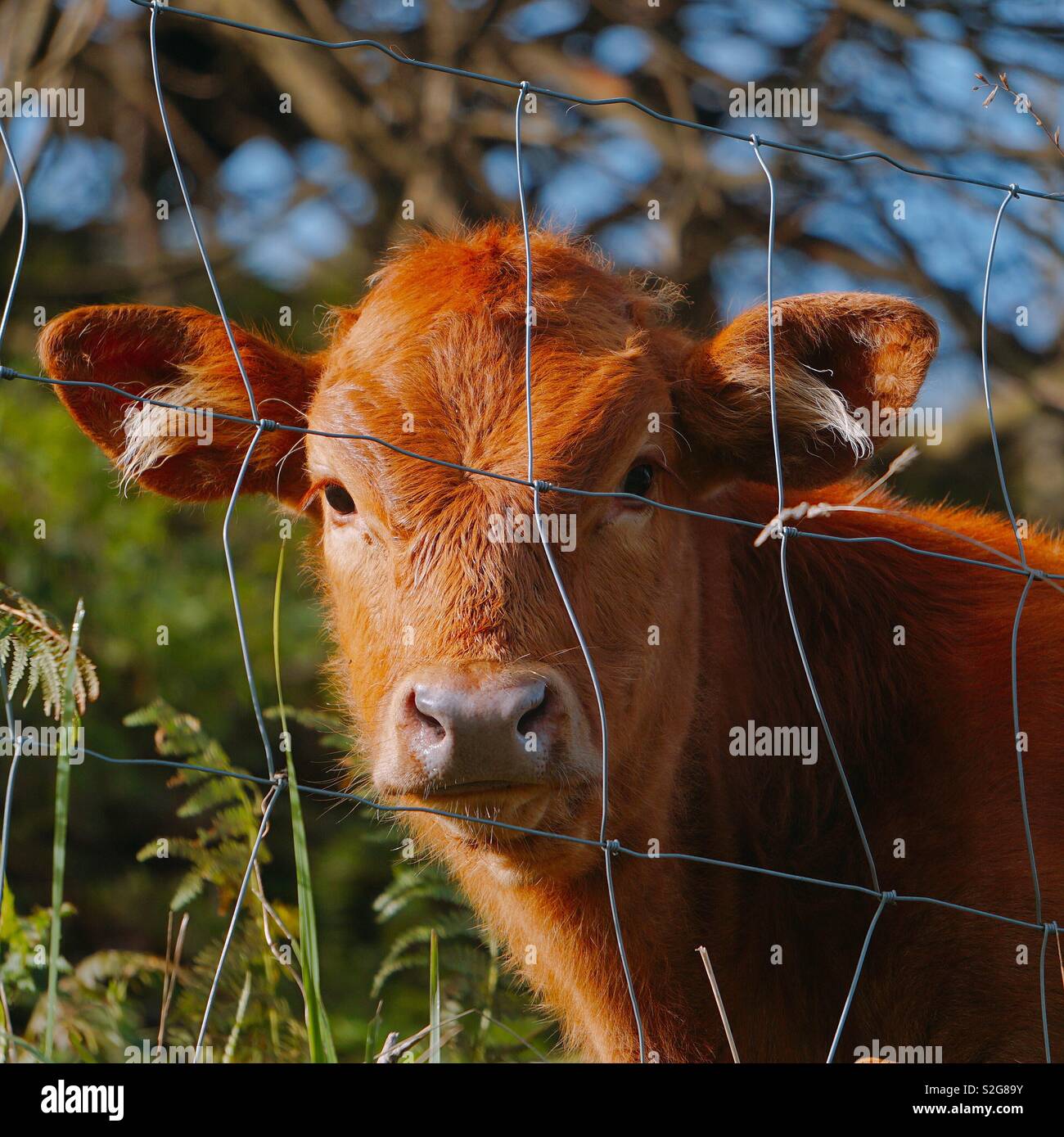 beautiful brown cow portrait Stock Photo - Alamy