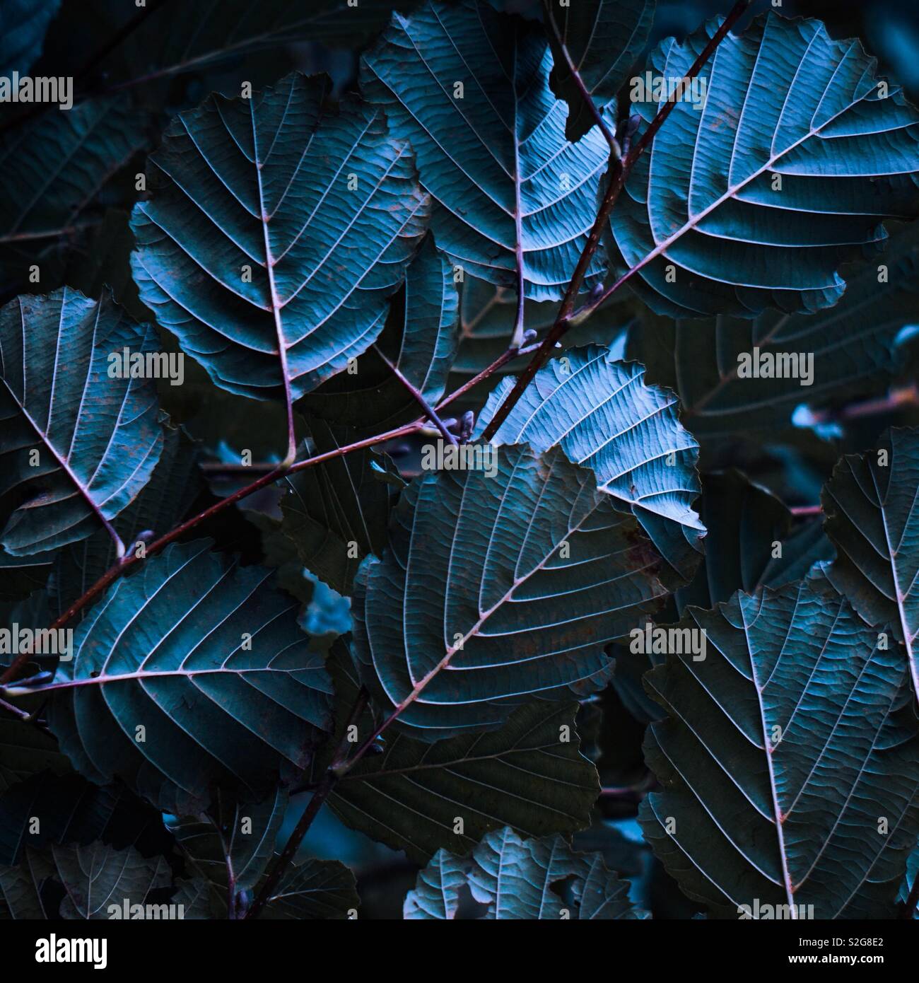 beautiful green plant leaves texture in the garden Stock Photo - Alamy