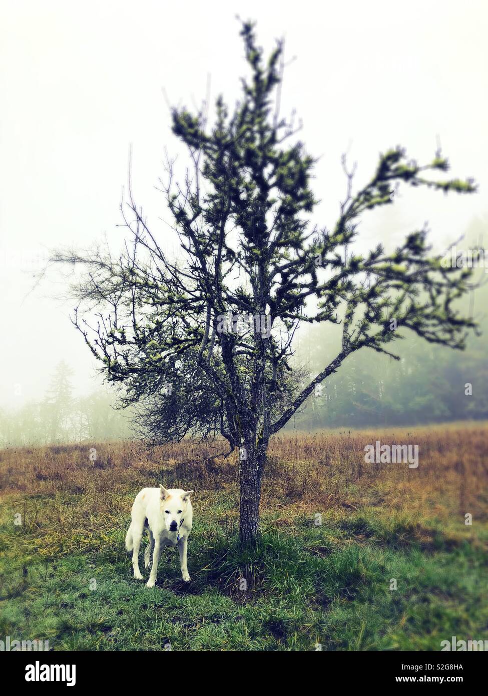 An old dog standing under a tree in a foggy field Stock Photo - Alamy