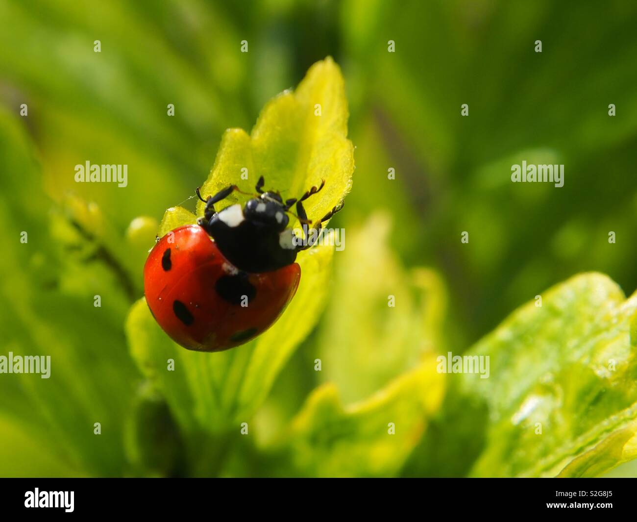 Ladybird macro hi-res stock photography and images - Alamy