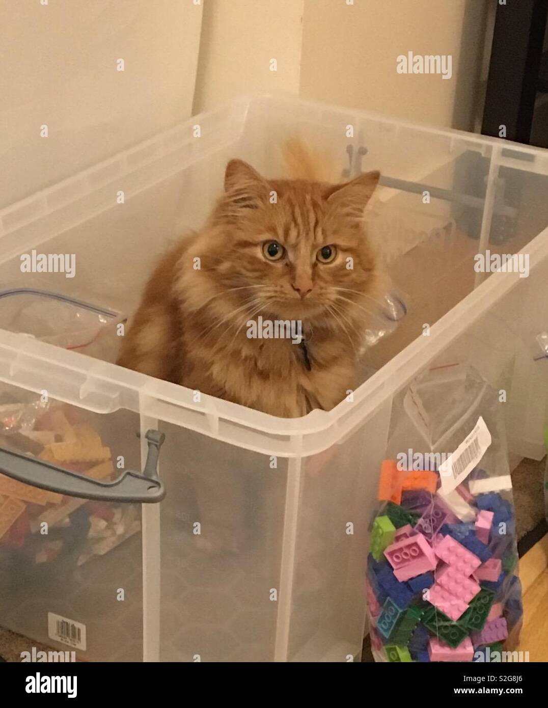 Cat in a box with Lego Stock Photo - Alamy