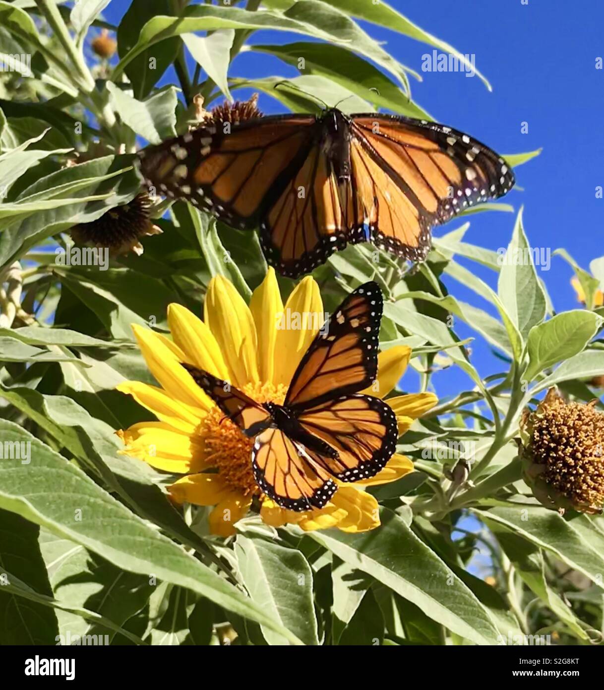 Monarchs and flower hi-res stock photography and images - Alamy