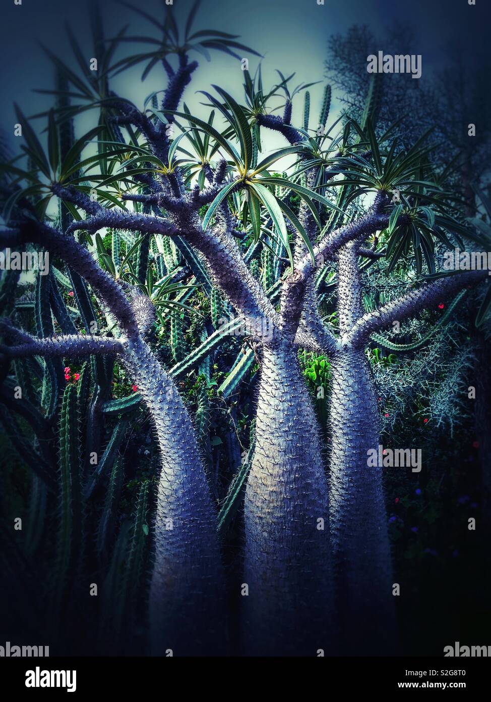 Scary cactus hi-res stock photography and images - Alamy