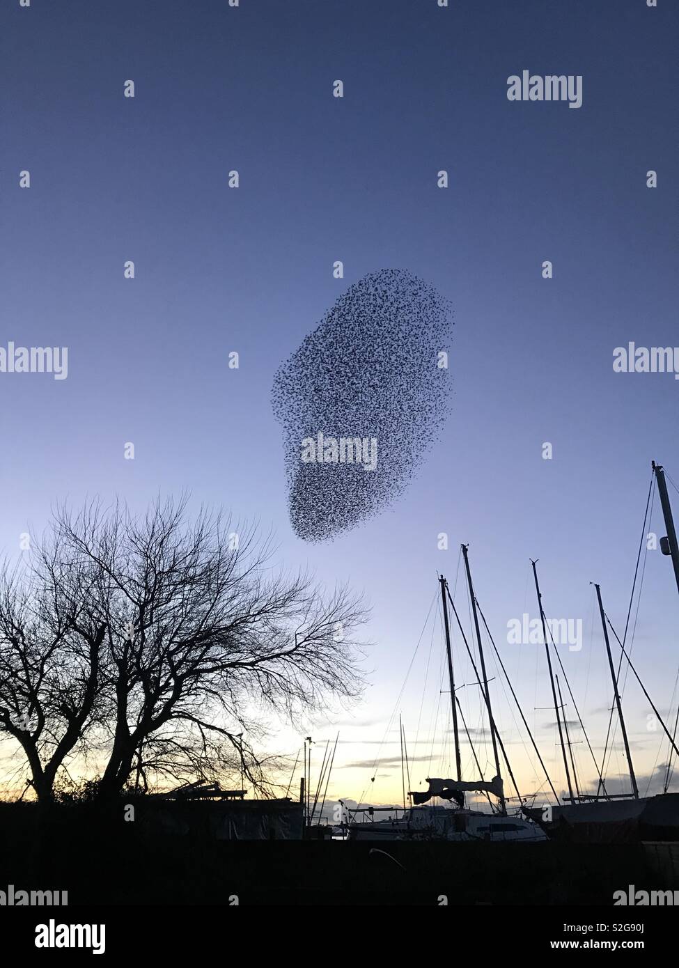Murmuration hi-res stock photography and images - Alamy