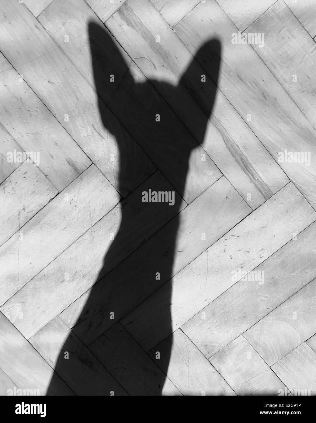 Dog and shadow hi-res stock photography and images - Alamy