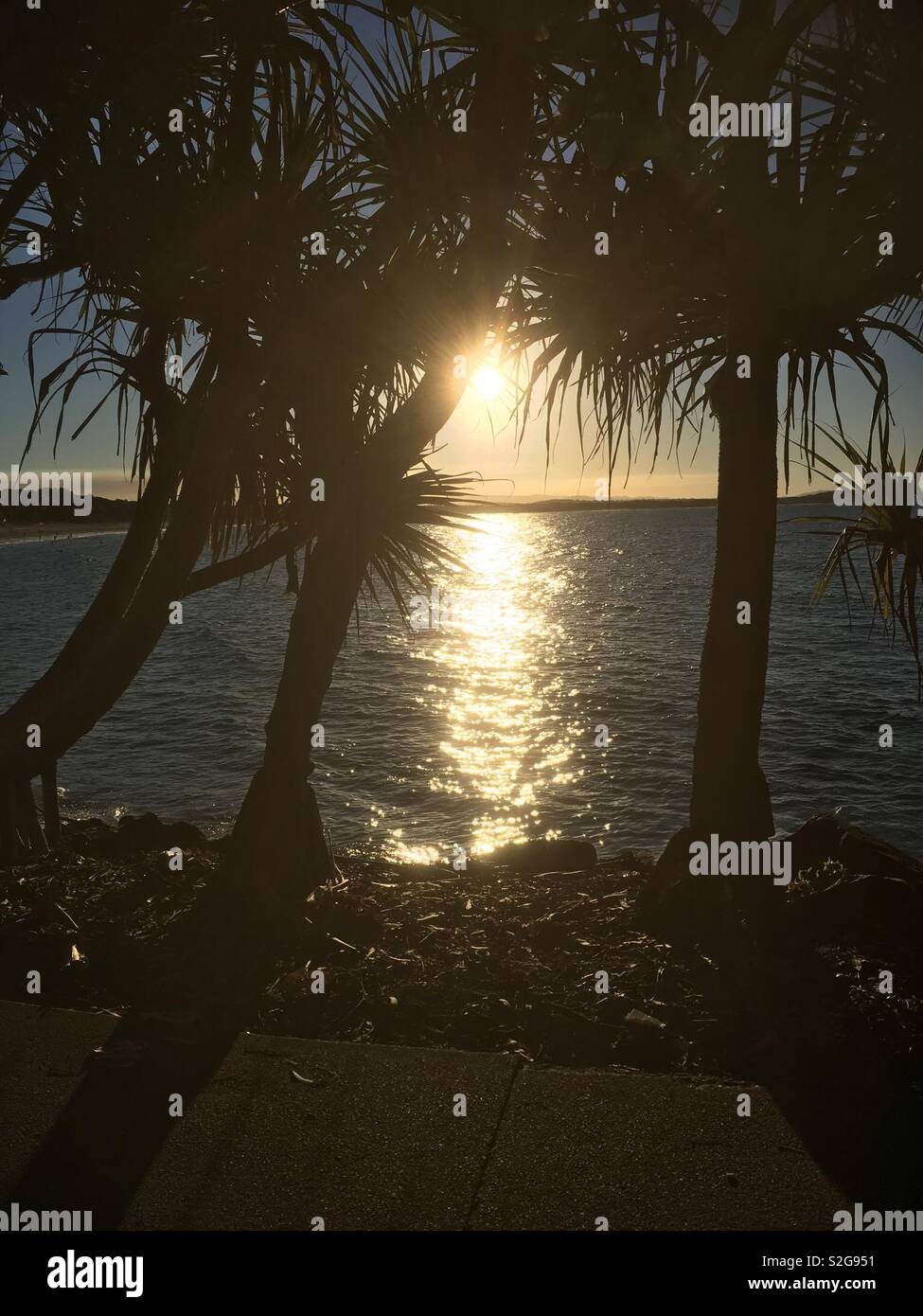 Sun through the trees Stock Photo - Alamy