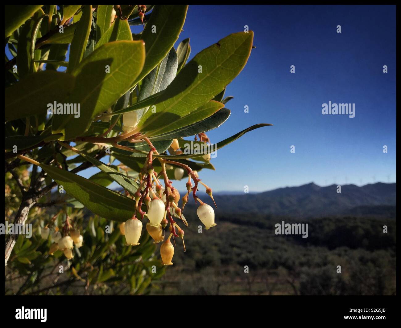 Strawberry tree flower hi-res stock photography and images - Alamy