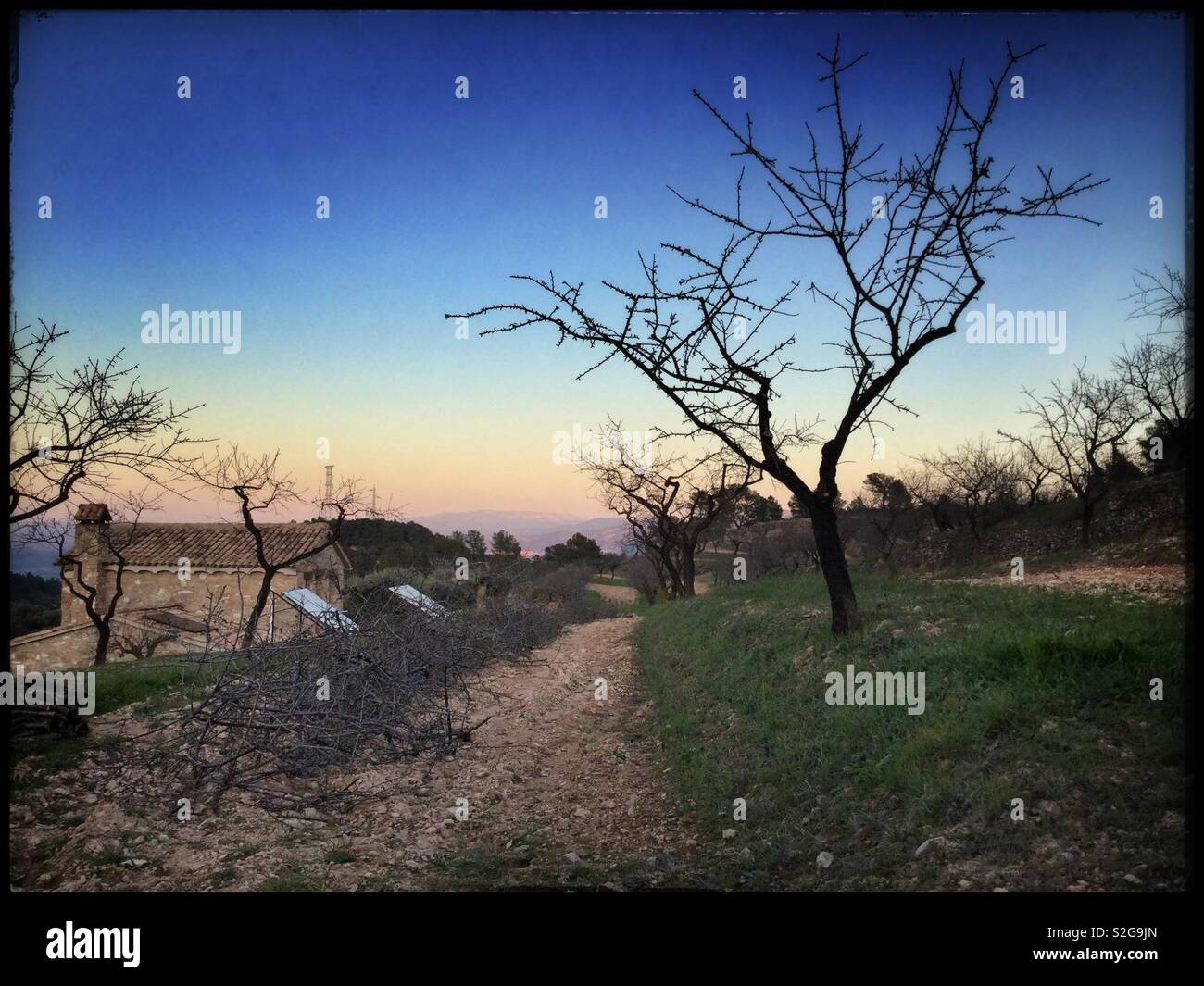 Almond pruning, Catalonia, Spain Stock Photo - Alamy