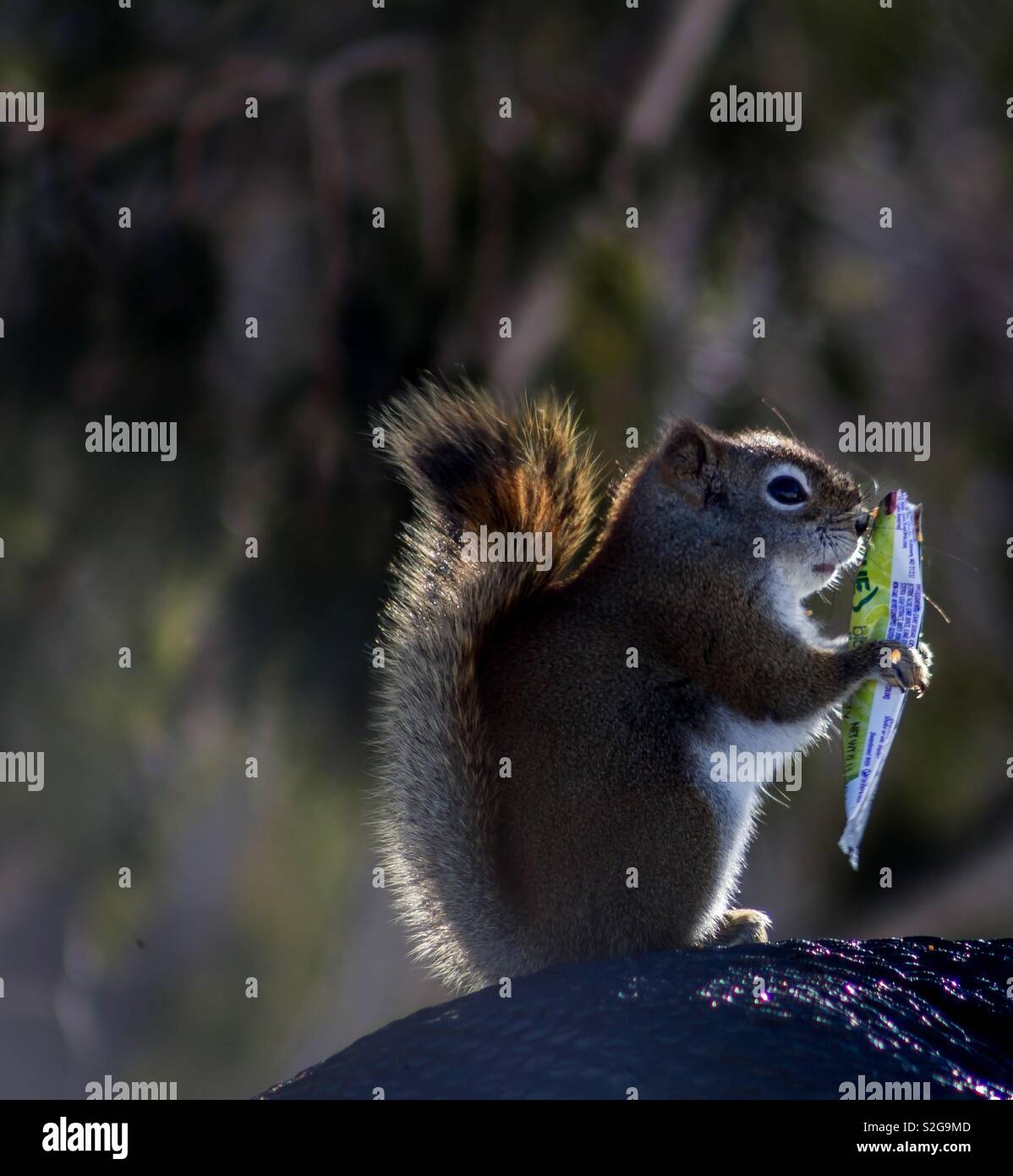 Squirrel up close and personal Stock Photo - Alamy