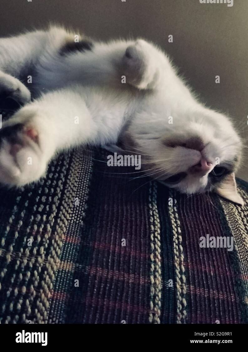 Goofy cat hi-res stock photography and images - Alamy