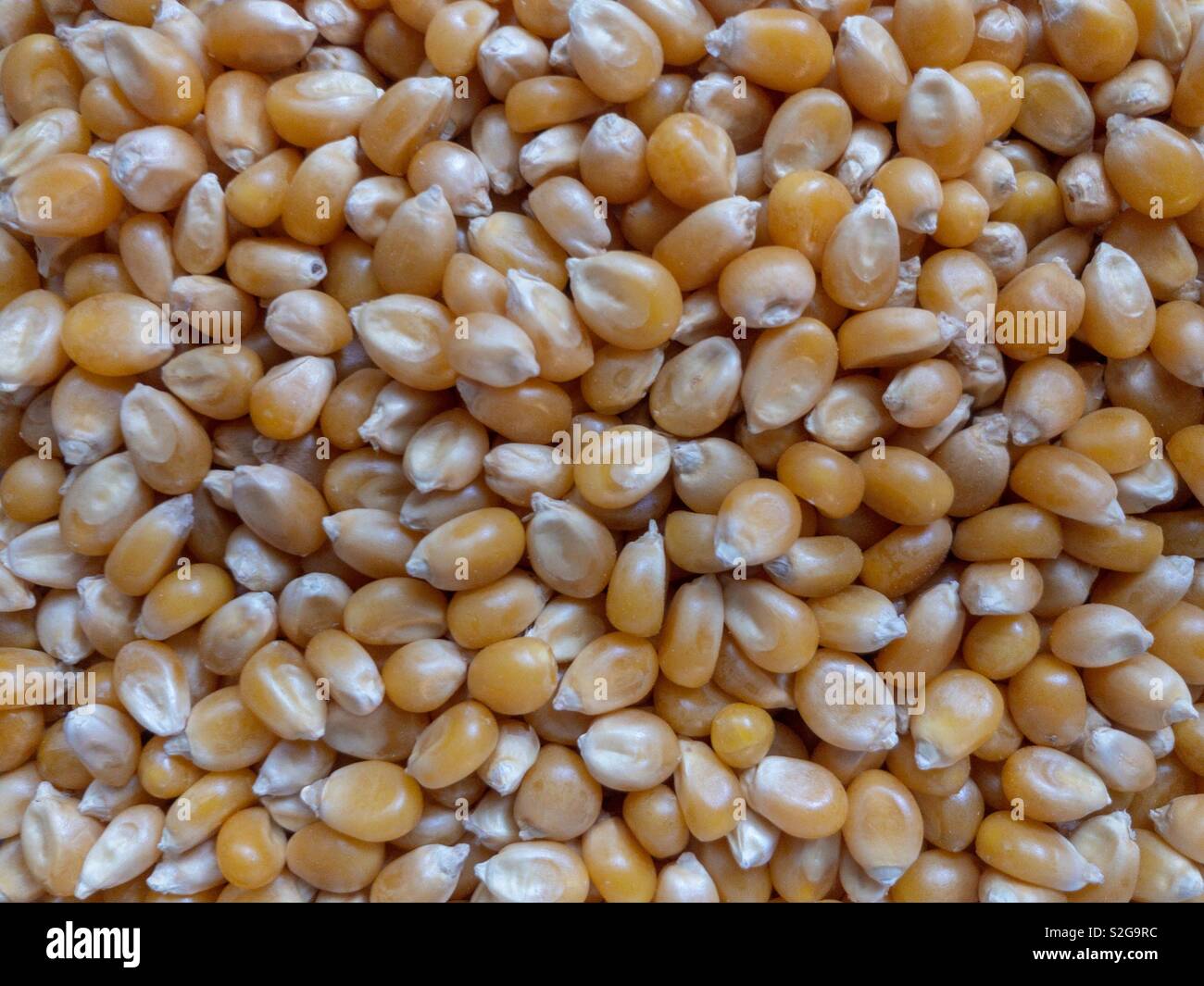 Corn kernels hi-res stock photography and images - Alamy