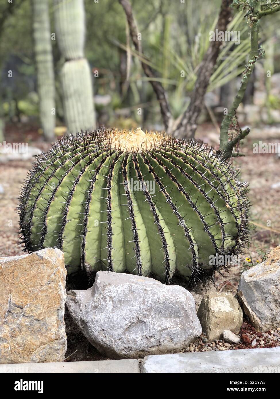 Cactus nopal hi-res stock photography and images - Alamy