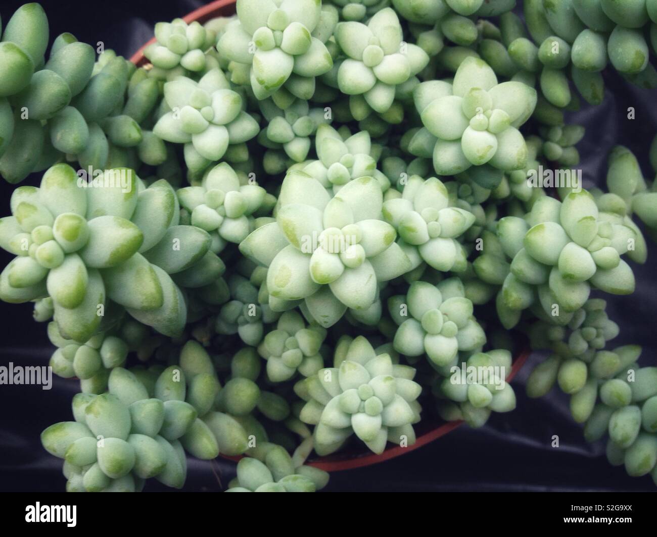 Succulent overhead hi-res stock photography and images - Alamy