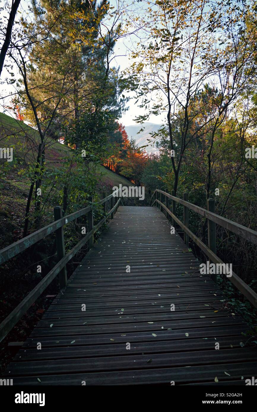wooden bridge in the forest Stock Photo - Alamy