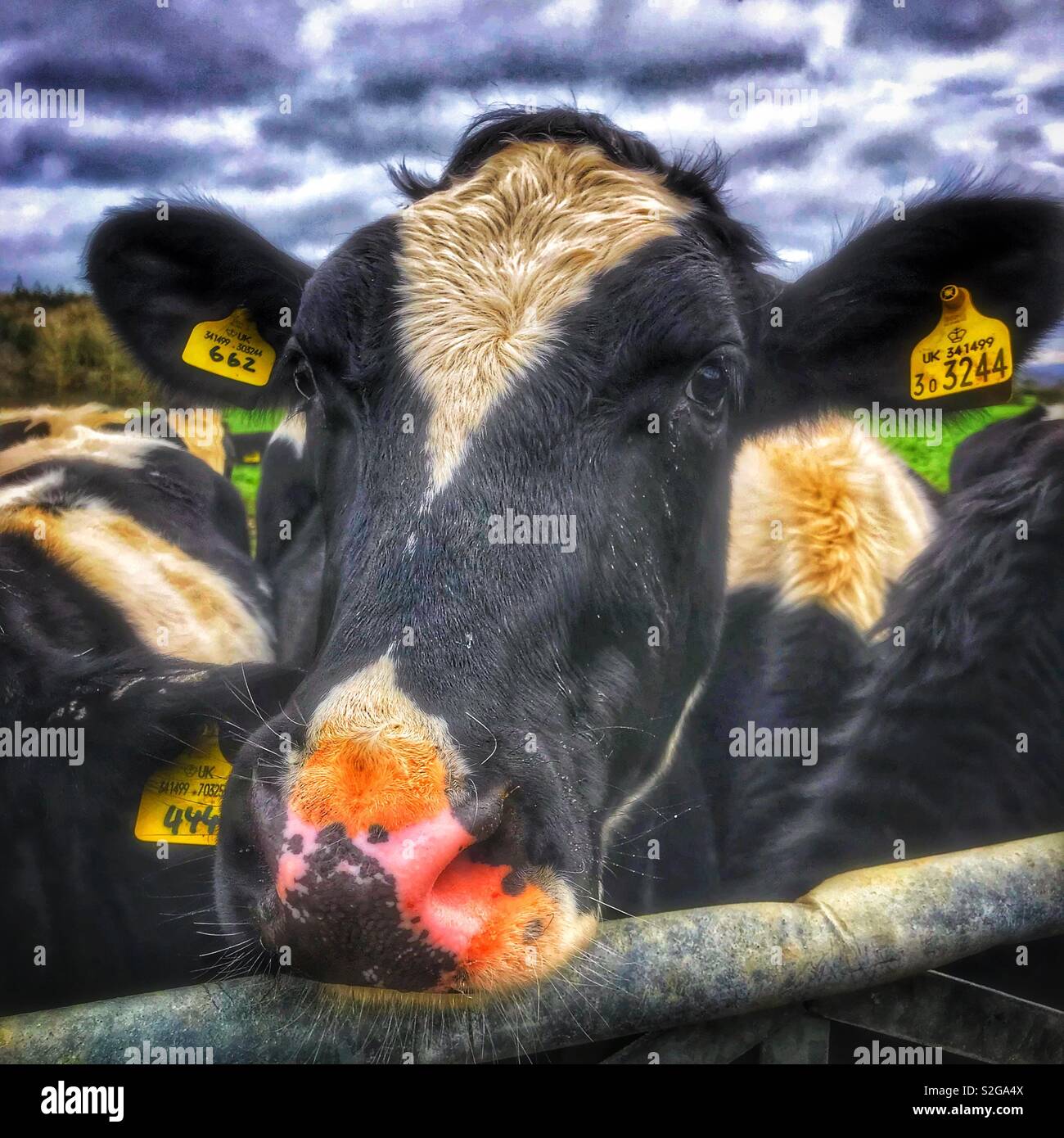 Friesian cow hi-res stock photography and images - Alamy