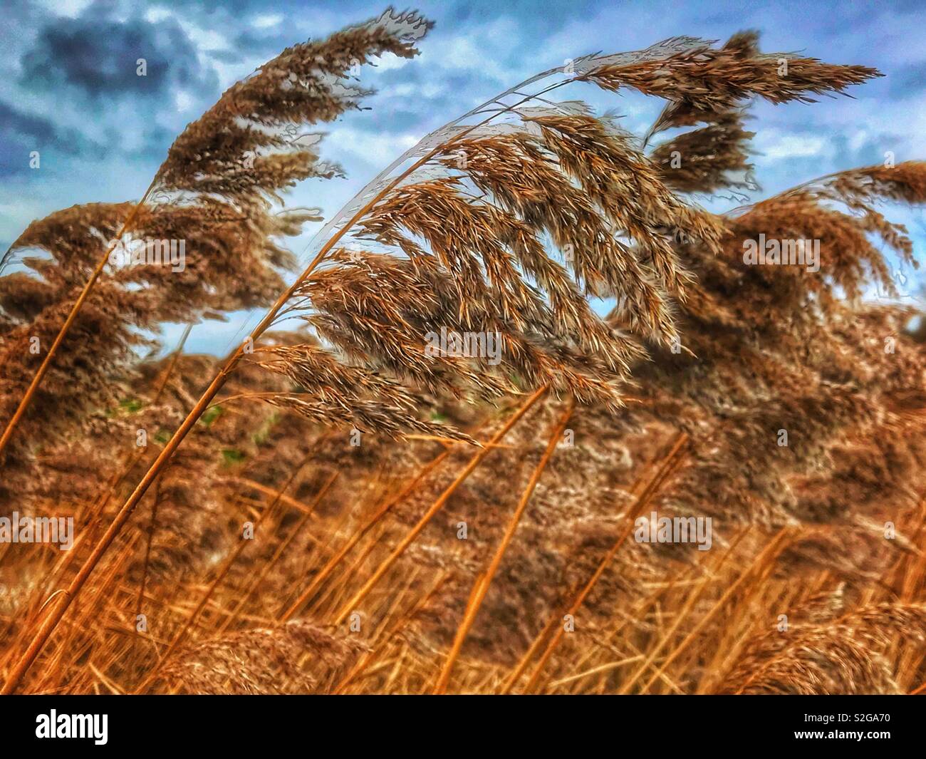 Grasses in the wind Stock Photo - Alamy