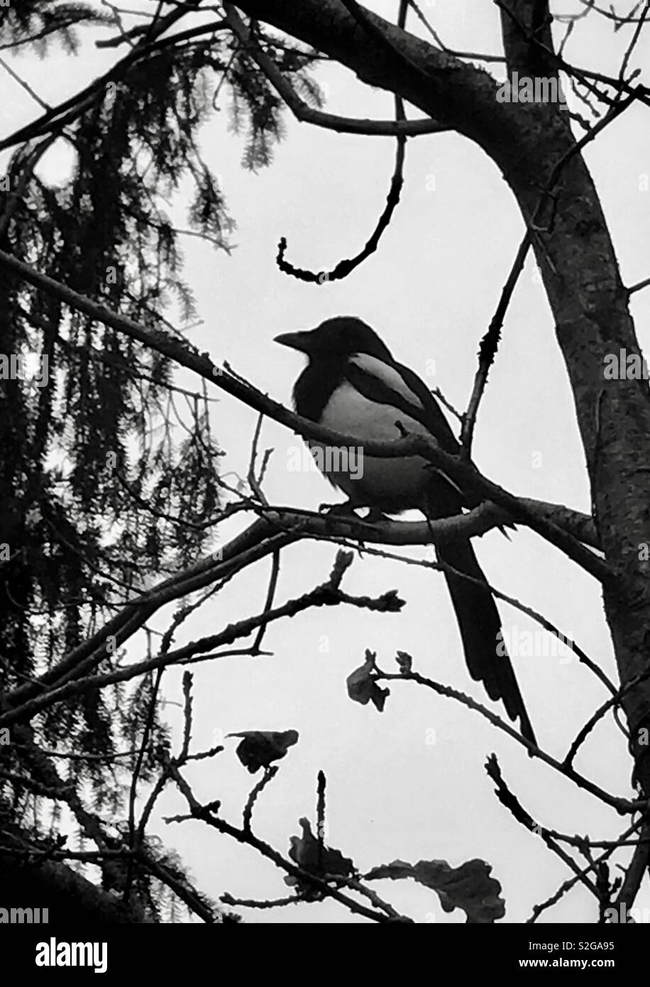 Magpie sitting in tree hi-res stock photography and images - Alamy