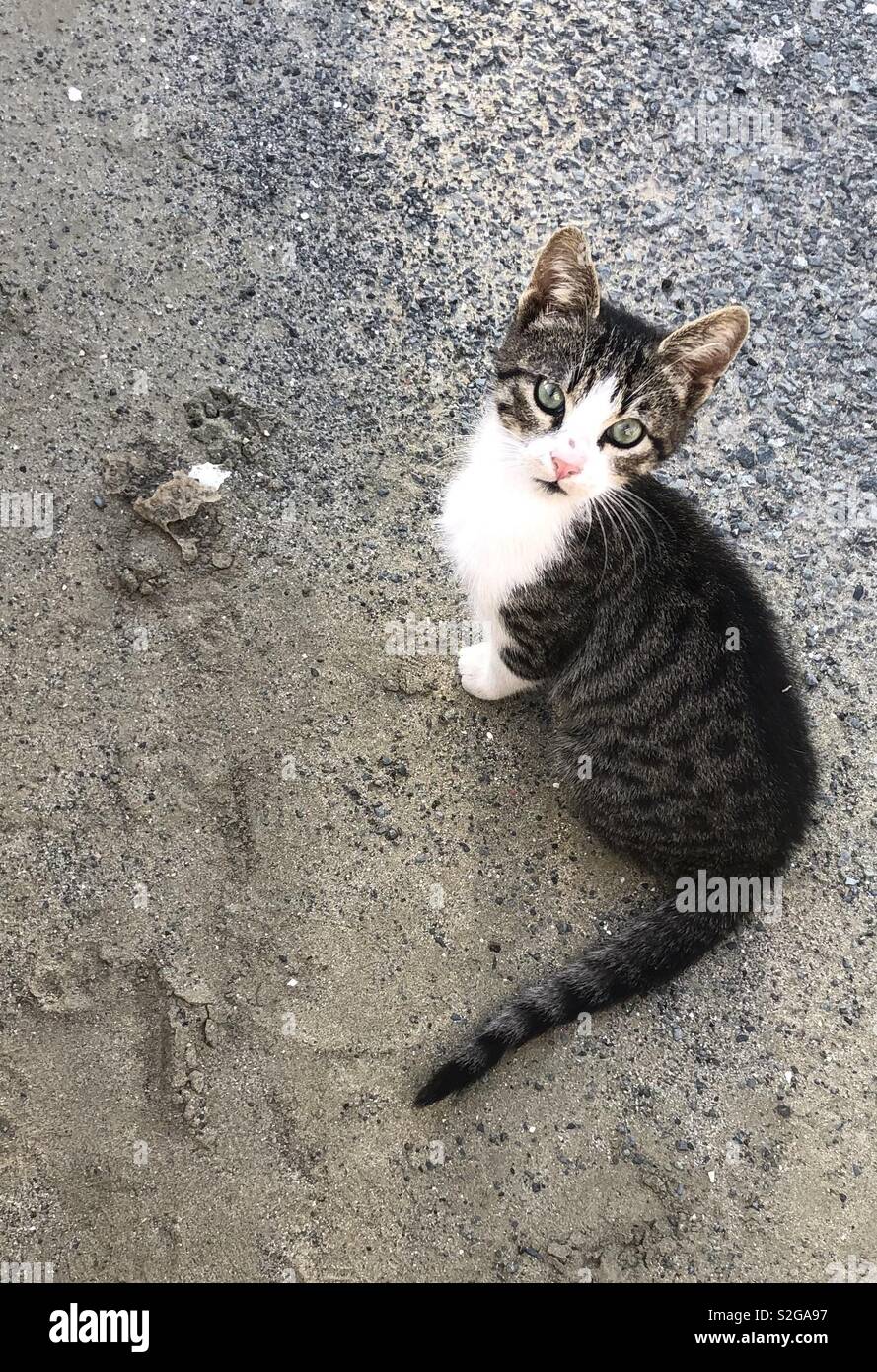 Cats of Cyprus Stock Photo - Alamy