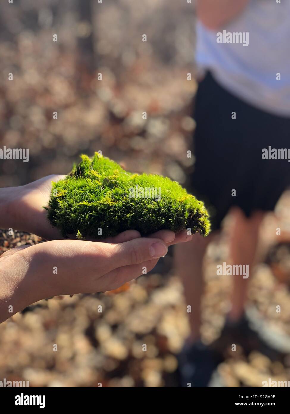 Hand moss hi-res stock photography and images - Alamy