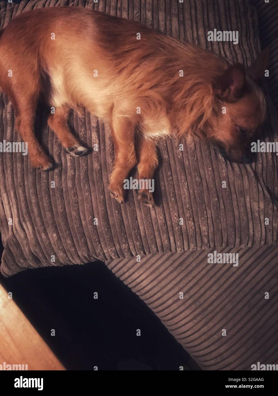 Hard life of dog hi-res stock photography and images - Alamy