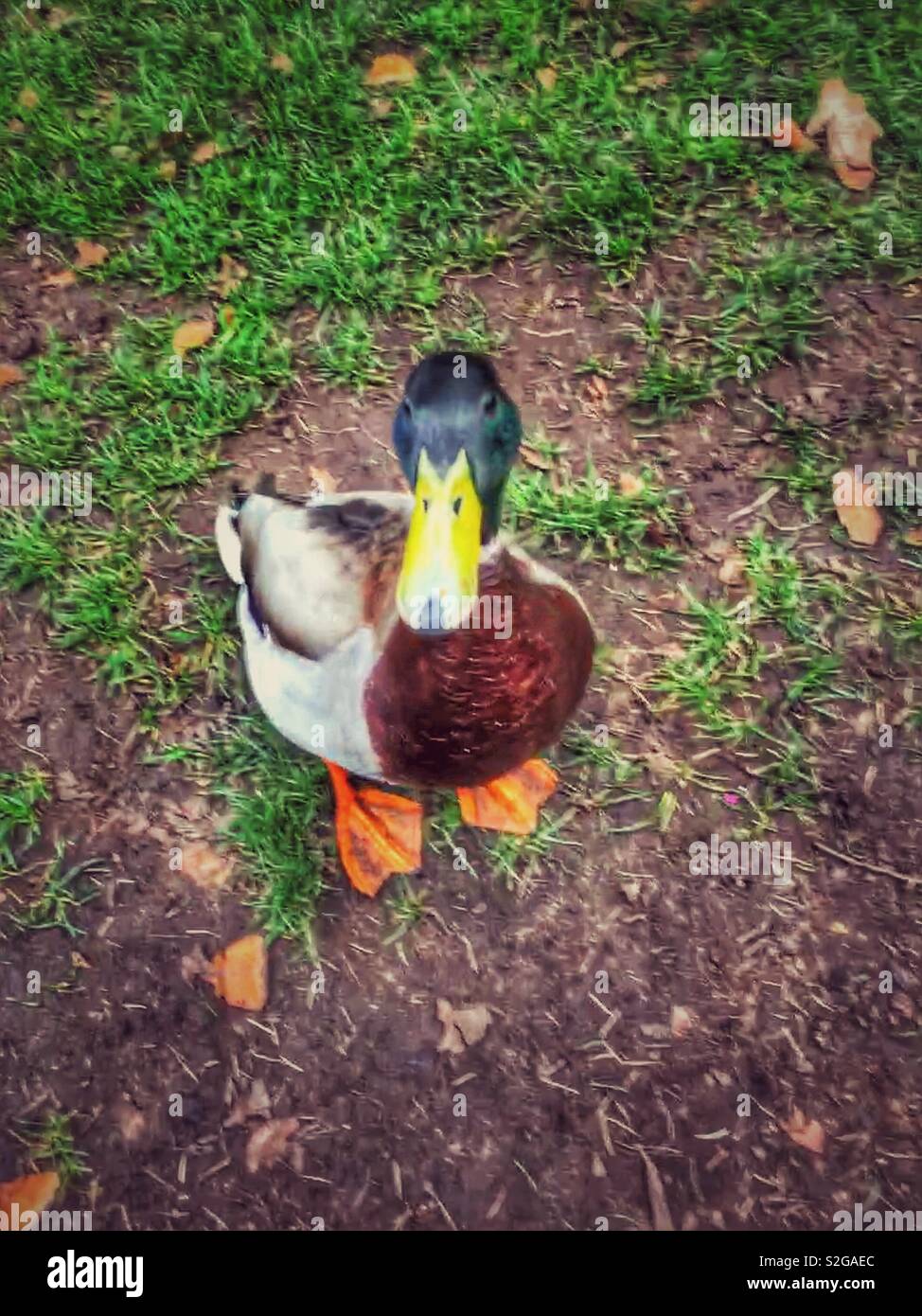 Friendly fowl hi-res stock photography and images - Alamy