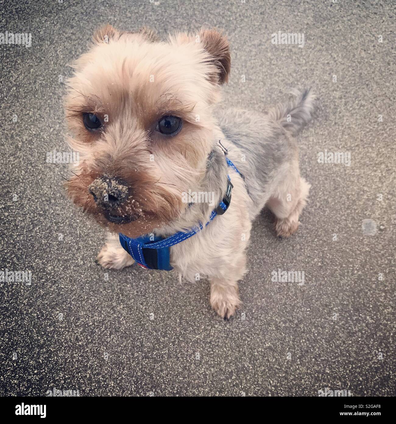 Sand nose hi-res stock photography and images - Alamy