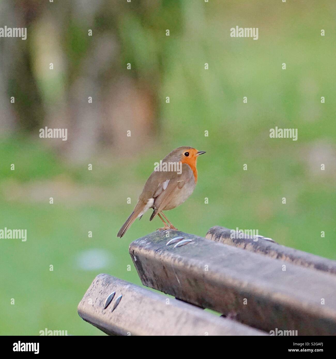 little bird on the bench in the nature Stock Photo - Alamy