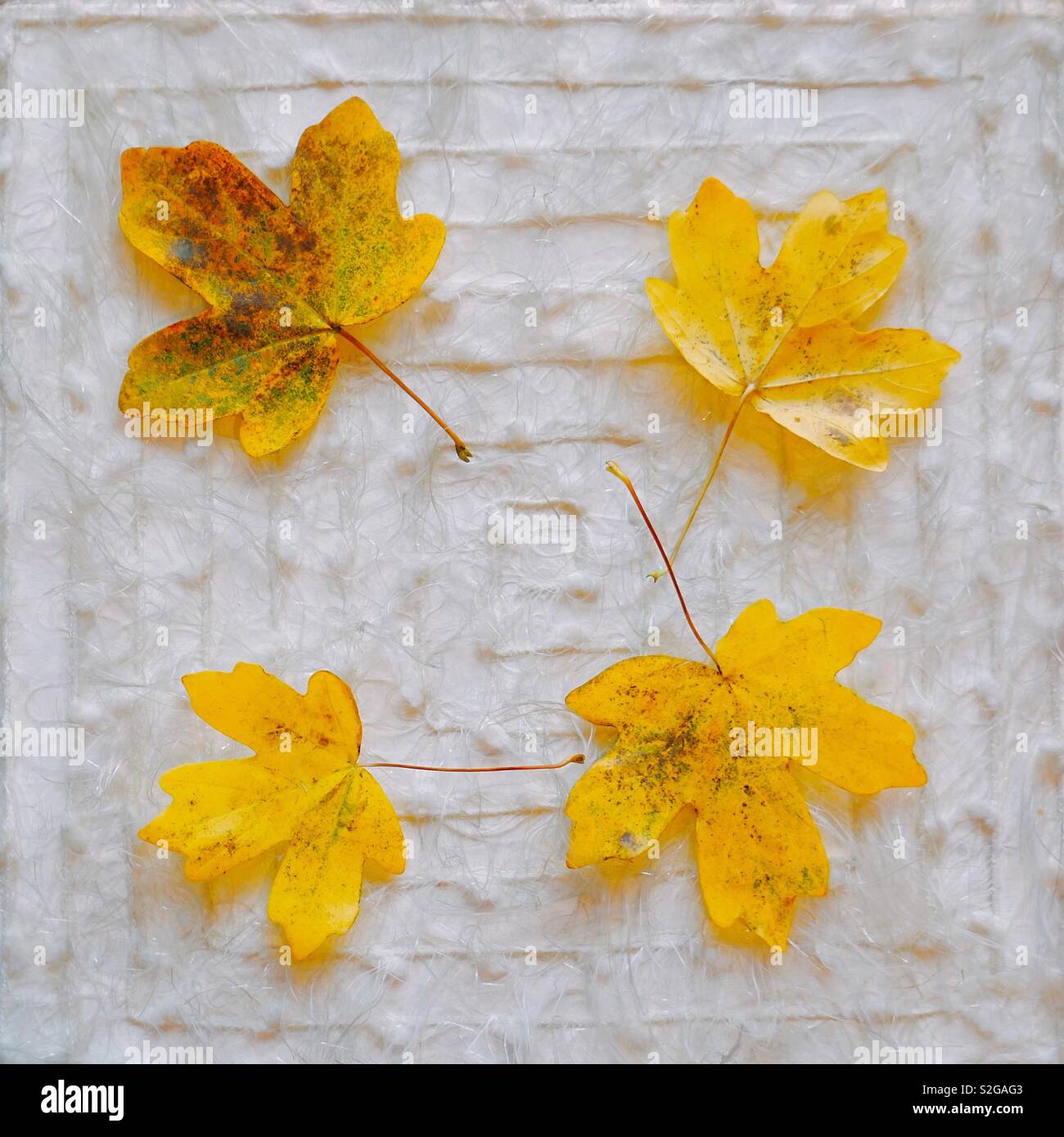 Yellow box tree hi-res stock photography and images - Alamy
