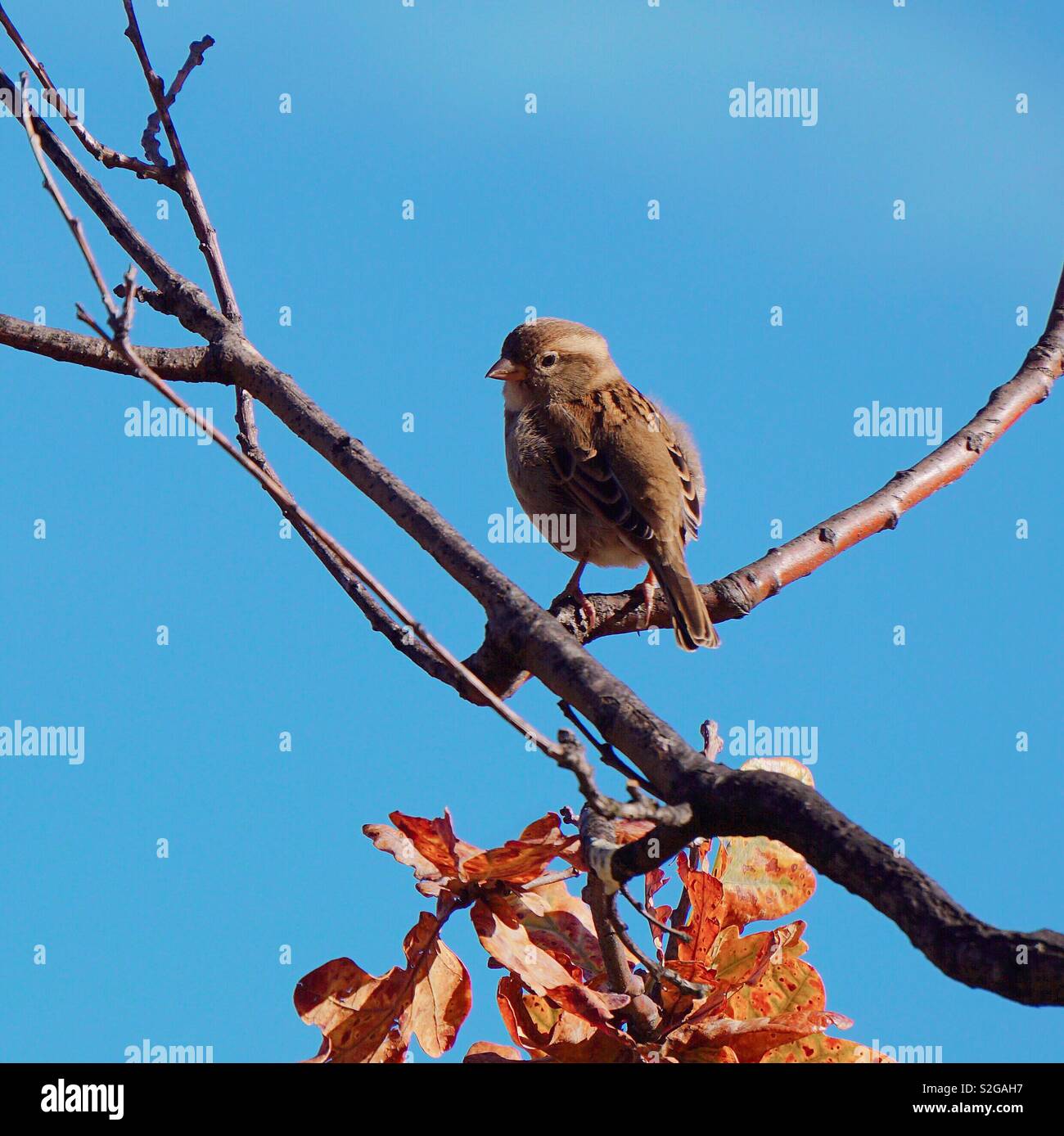 little bird on the tree Stock Photo - Alamy