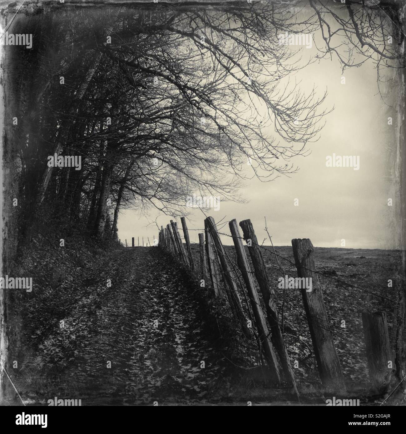 Rural path between field and forest Stock Photo - Alamy