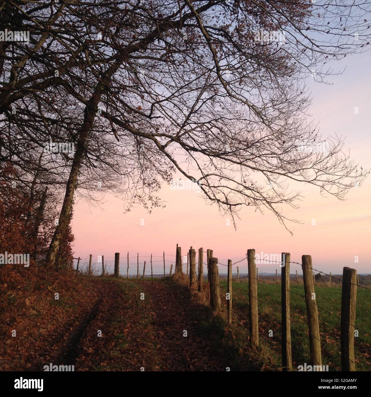 Rural path between field and forest Stock Photo - Alamy