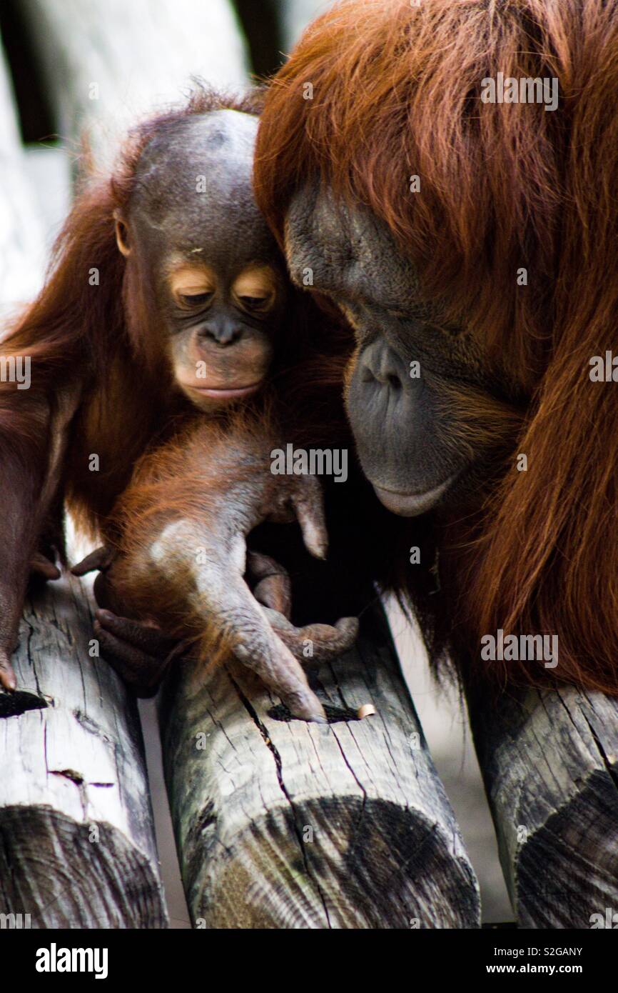 Baby primates hi-res stock photography and images - Alamy