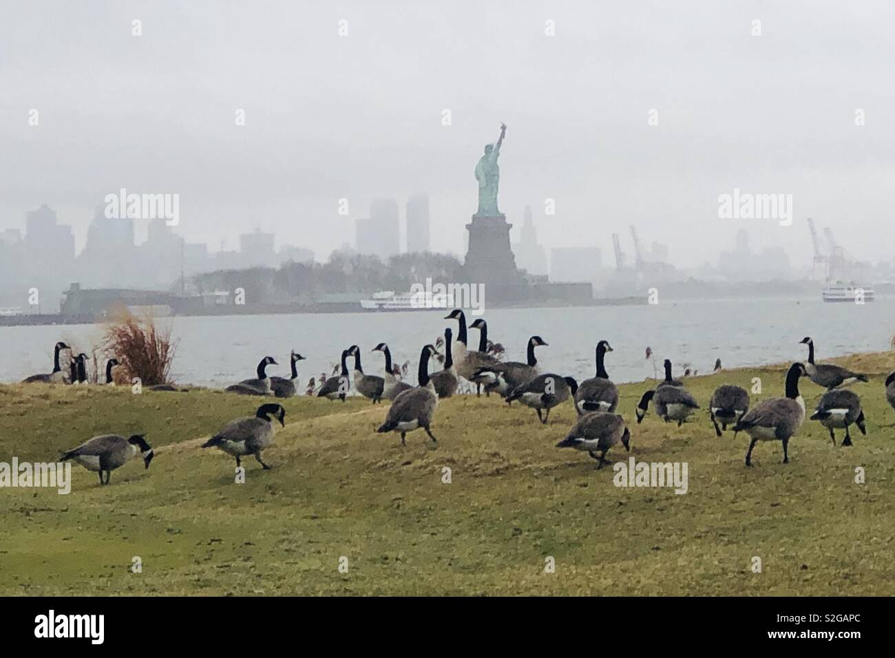 Geese with Statue of Liberty Stock Photo - Alamy