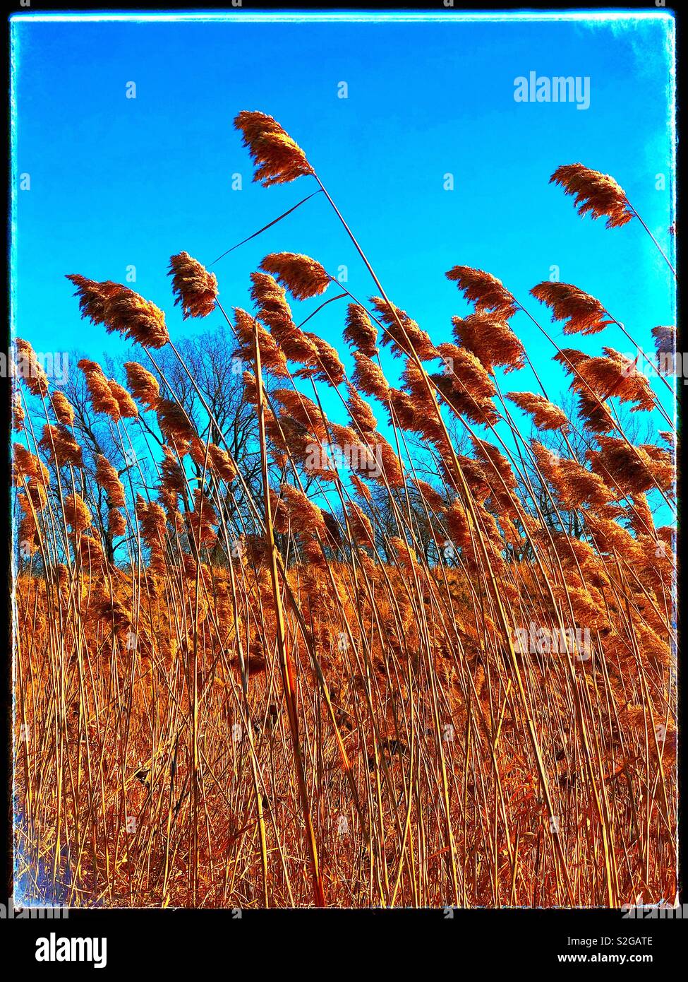 Shoreline plants hi-res stock photography and images - Alamy