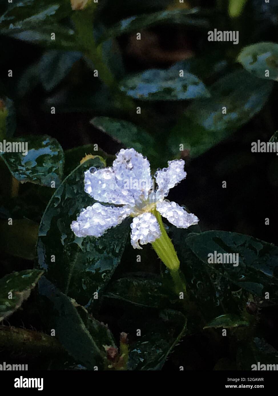 Dewy Petals Stock Photos & Dewy Petals Stock Images - Alamy